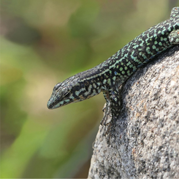Ultrasonic Lizard Repellent for Homes | Safe & Humane Lizard Deterrent